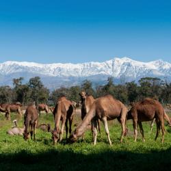 6 Best Aghmat Hotels, Morocco (From $75)